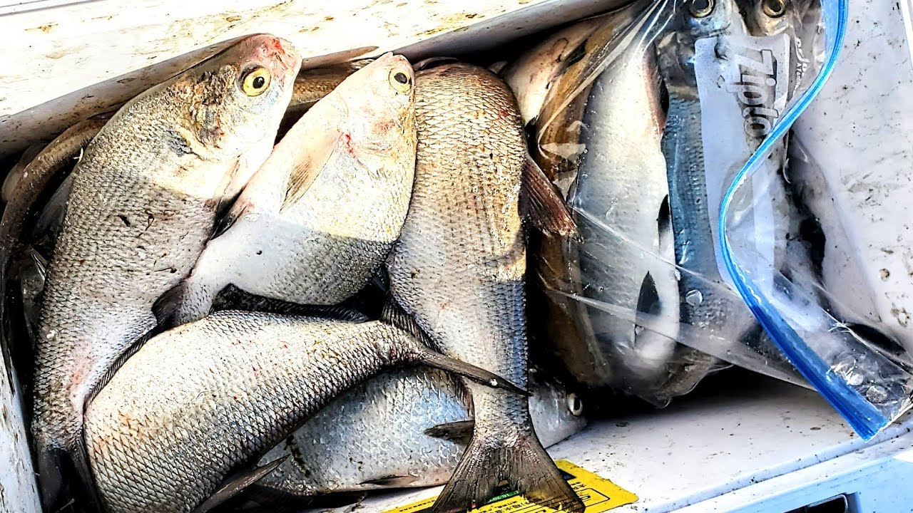 How to Catch DEEP WATER Shad!! (Catch and Cook) - YouTube