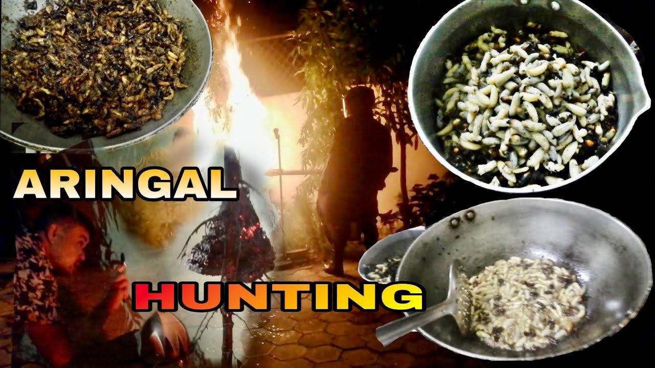 Aringal Hunting in Nepal | Hornet Hunting | Aringal Curry | Hornet ...