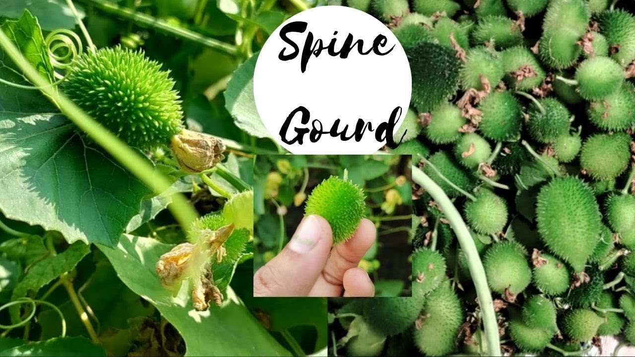 Spine Gourd Farming | Rs.150-200/kg in India | Organic Spine Gourd in ...