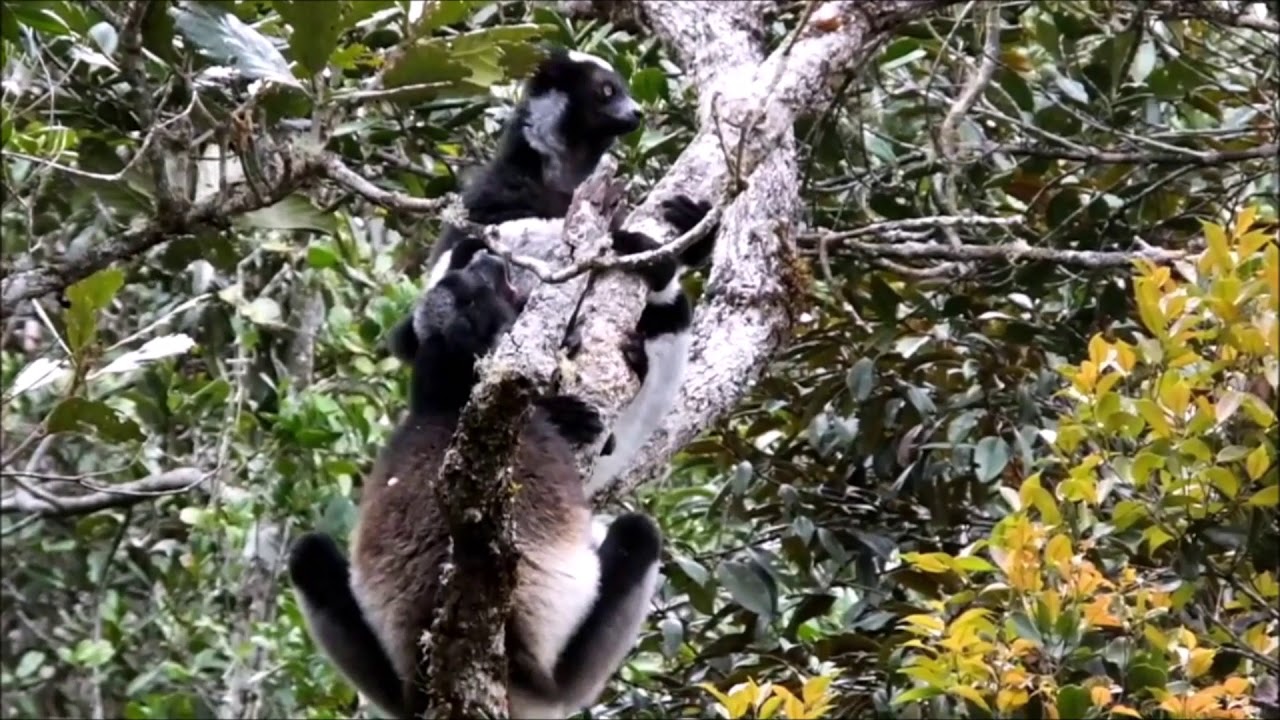 Call and be counted! Can we reliably estimate the number of callers in ...