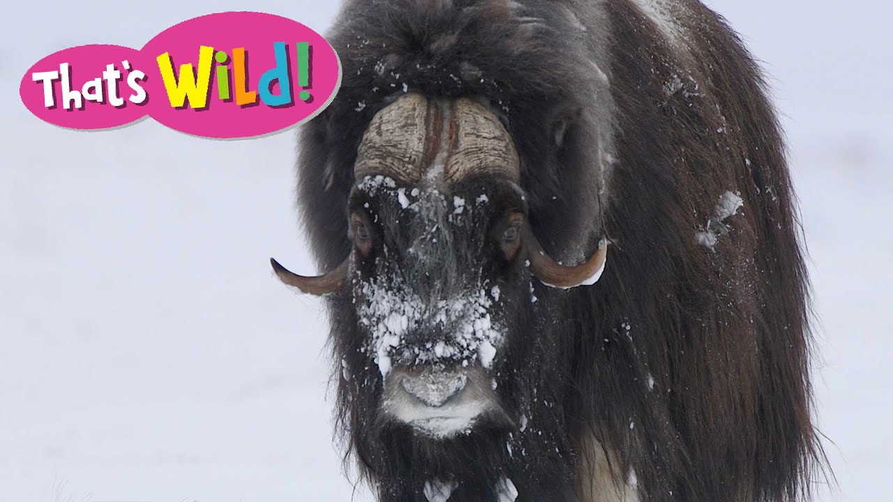 Musk Ox | That's WIld - YouTube