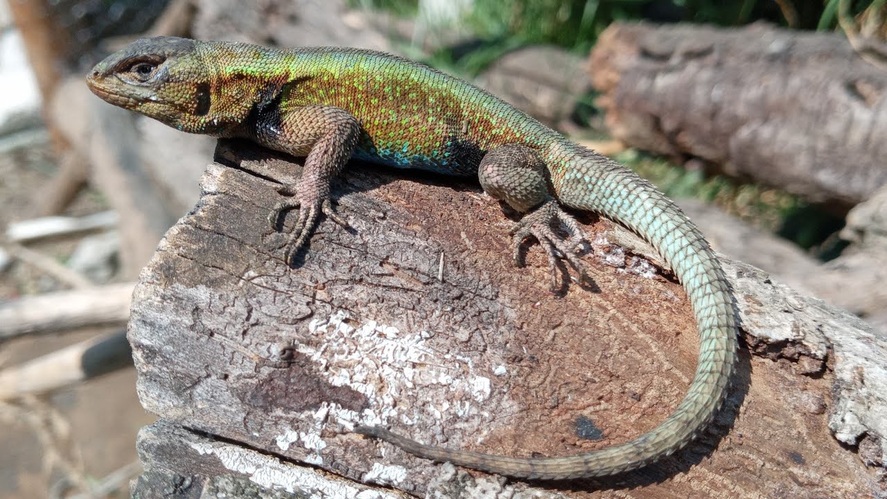 Lagartija del mezquite (Sceloporus grammicus microlepidotus) - YouTube