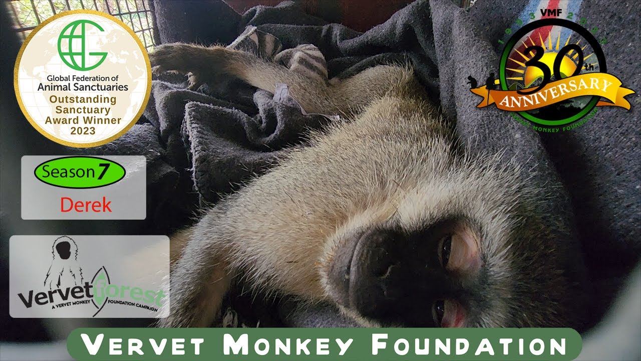 "Rescue Mission: Fearless Derek, the Injured Monkey Blocking School ...