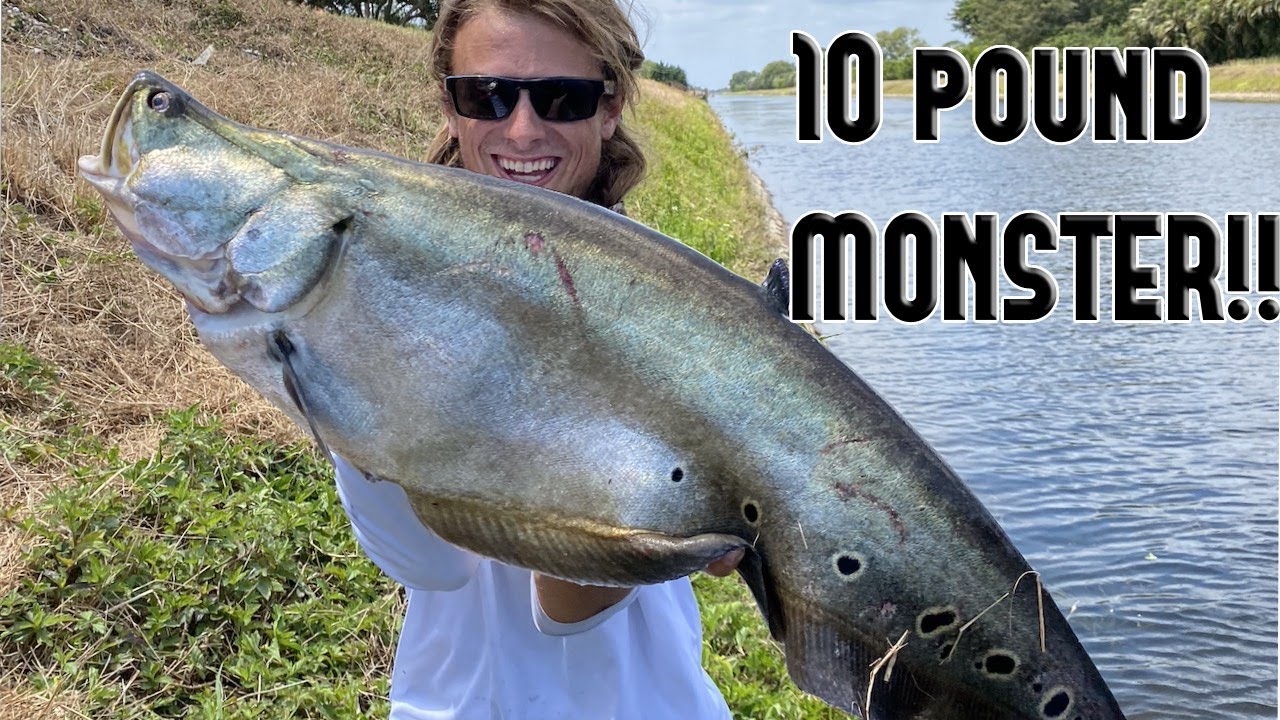 SUPER RARE Fish Caught In South Florida Canal! - YouTube