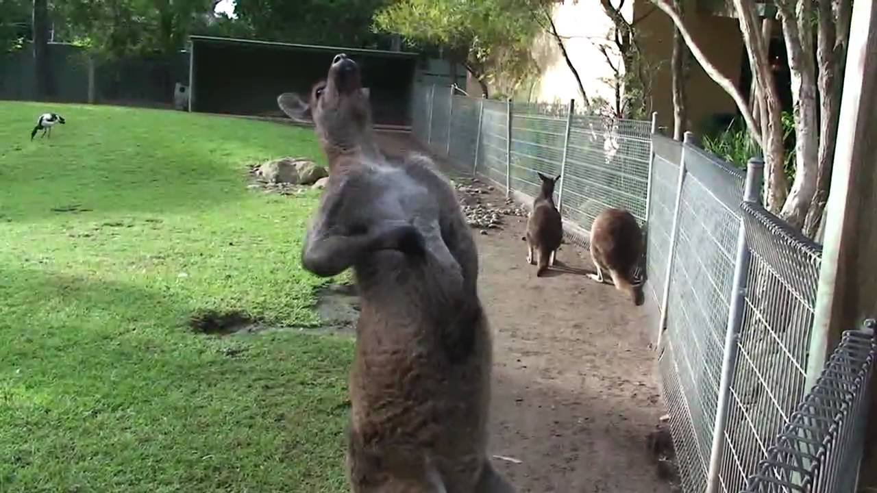 Silly Kangaroo (HD 720p) - YouTube