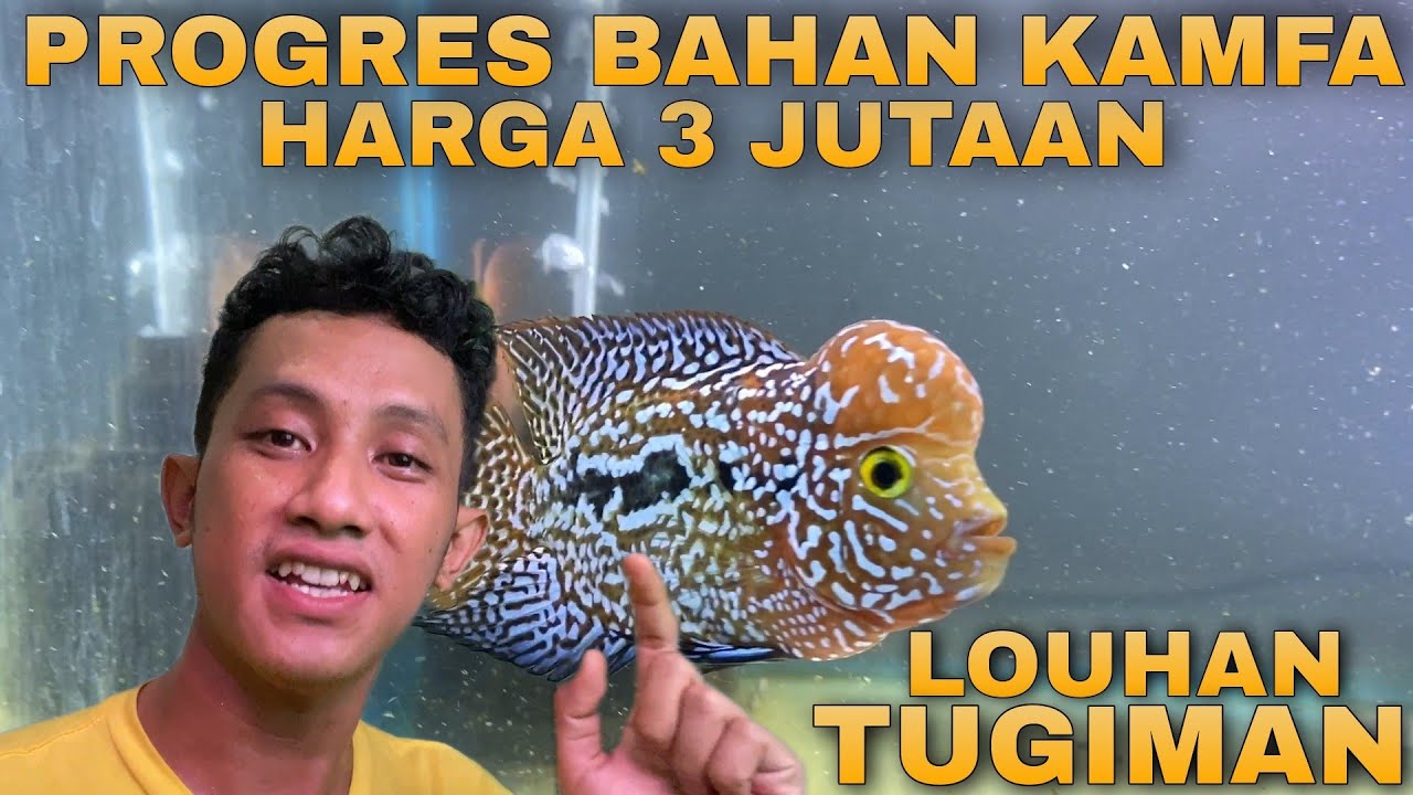 HAMPIR JEBOL PROGRES LOUHAN KAMFA F2 SI LOUHAN TUGIMAN - YouTube