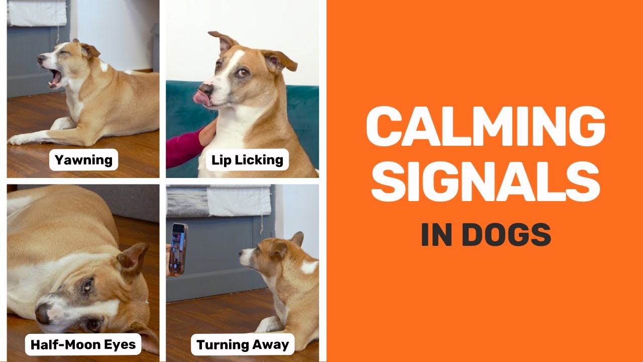 How dogs communicate through their body language - YouTube
