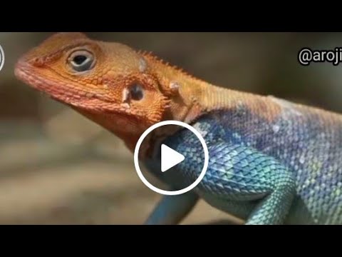 ISEDA ALANGBA NINU ERANKO - YouTube