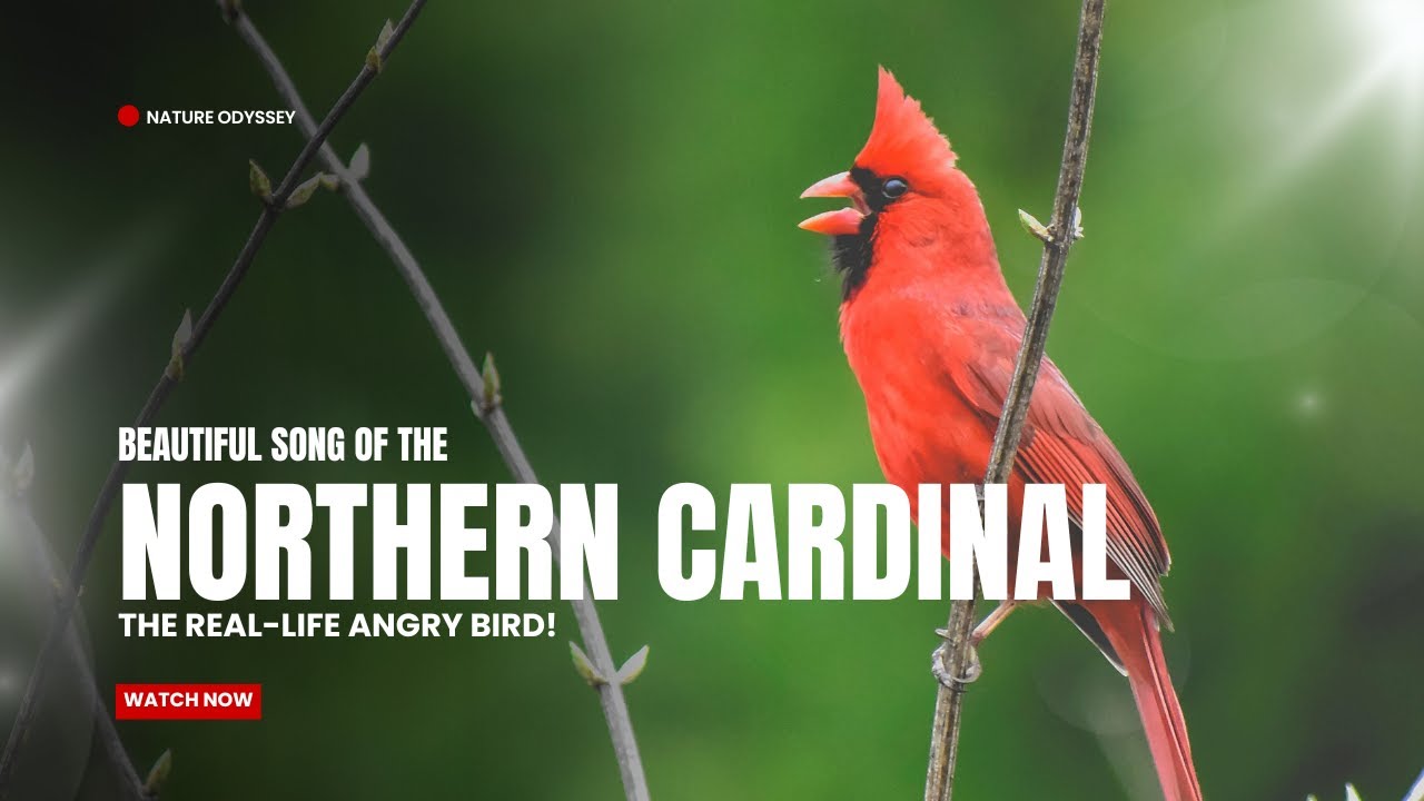 Beautiful Song of the Northern Cardinal – The Real-Life Angry Bird! 🔴🐦🎶 ...