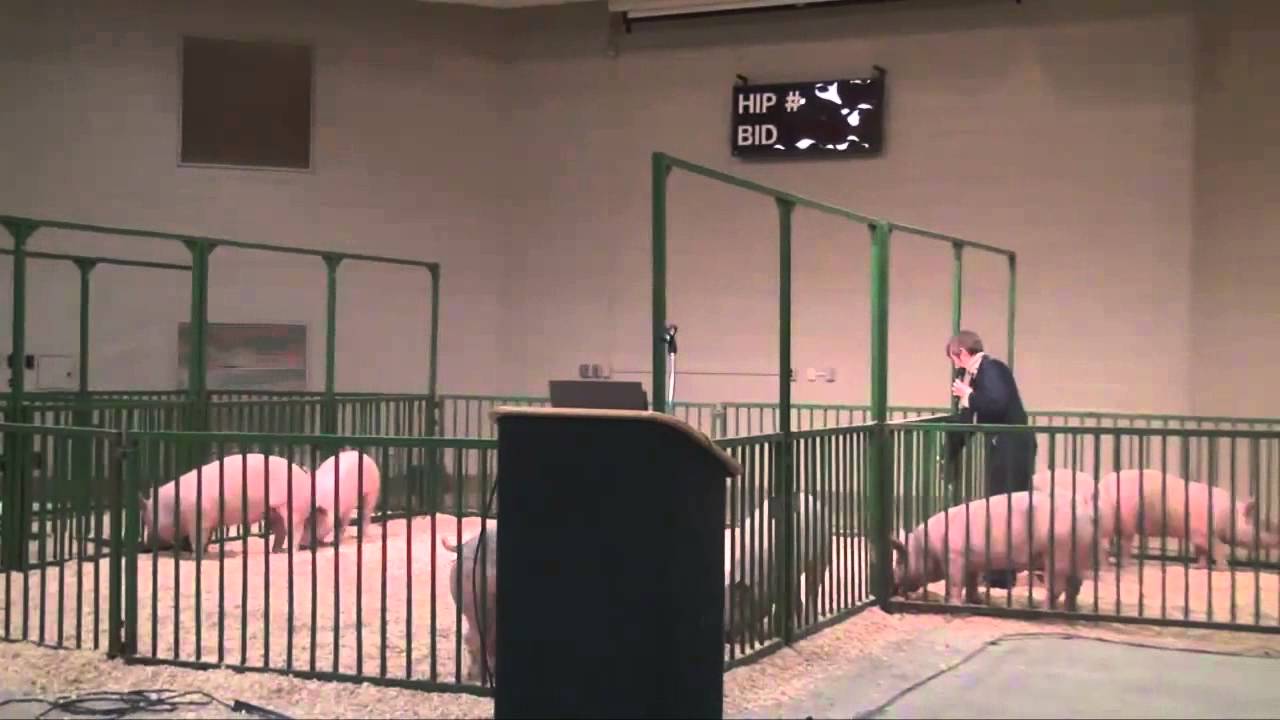 Pig Handling Demonstration: How to Get That Pig To Do What You Want ...