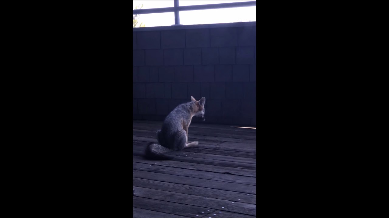 pooping fox - YouTube