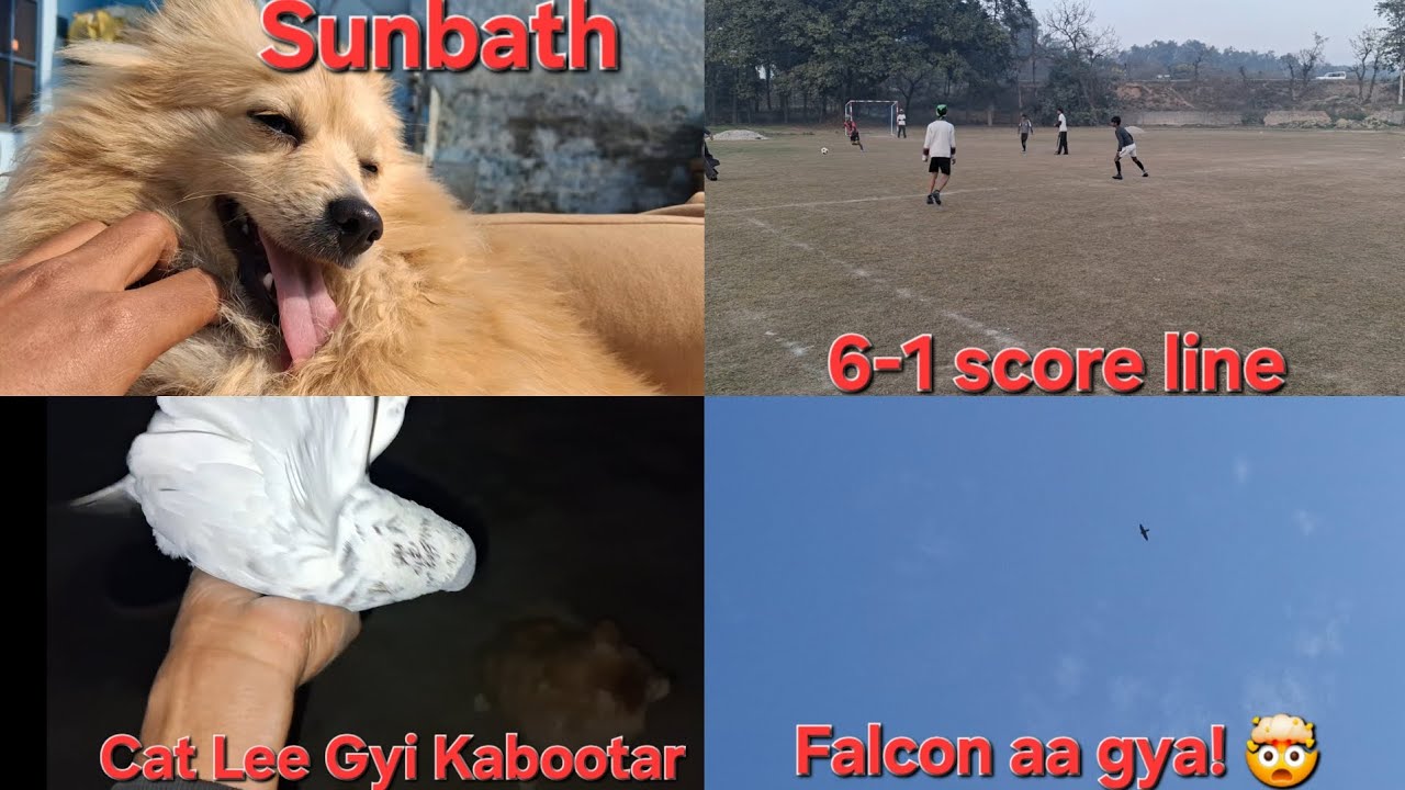Kabootro ke Khude Ke Andar Billi aa gyi, Sbhi Kabootar Udd Gye!! 🤬 ...