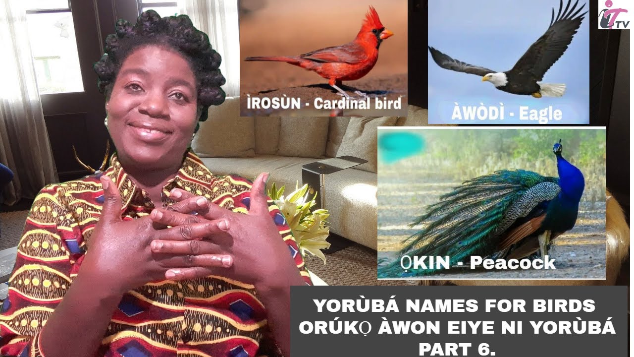 YORÙBÁ NAMES FOR BIRDS ORÚKỌ ÀWON EIYE NI YORÙBÁ PART 6. - YouTube