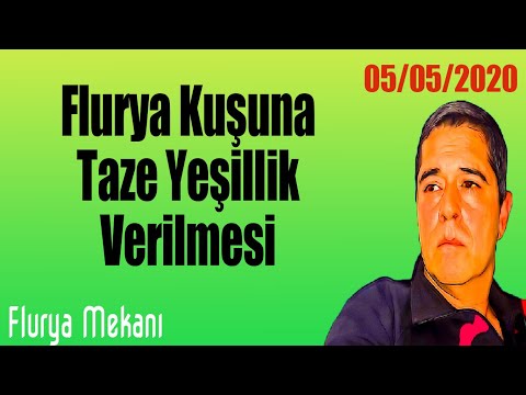 Flurya Mekanı - Flurya kuşuna taze yeşillik verilmesi