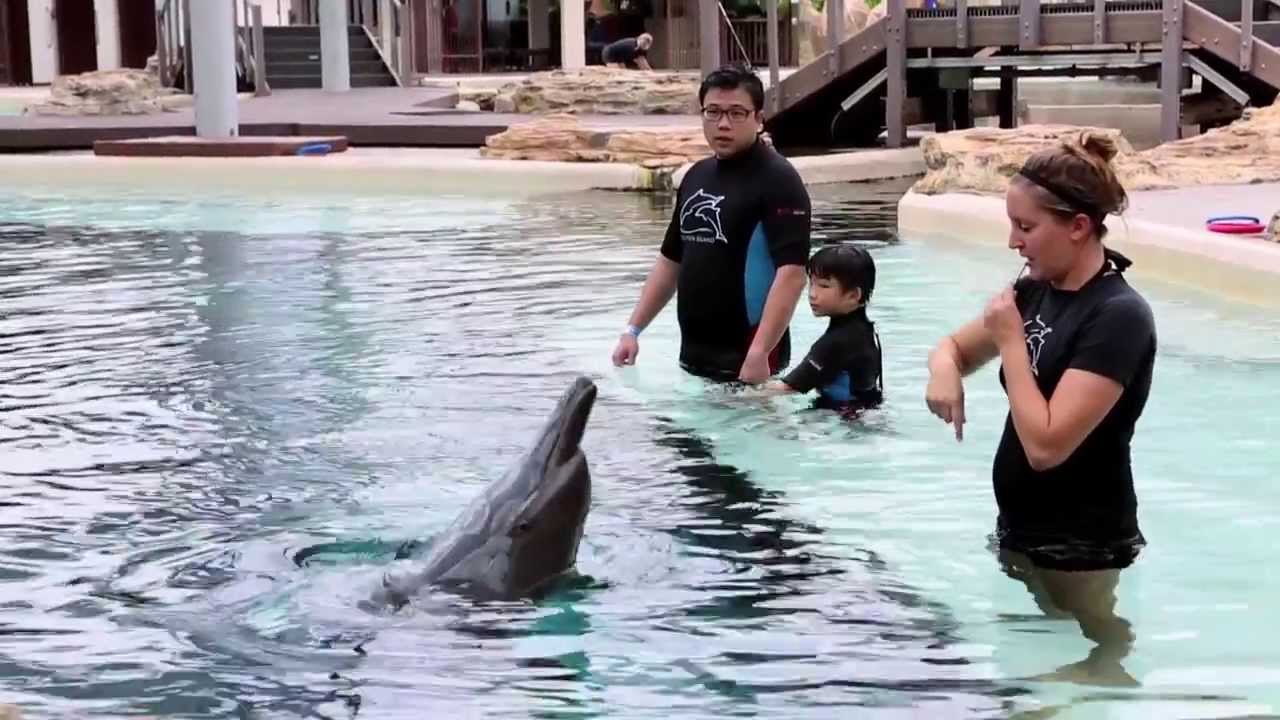 Dolphin Discovery with Daddy Blogger Kelvin Ang - YouTube