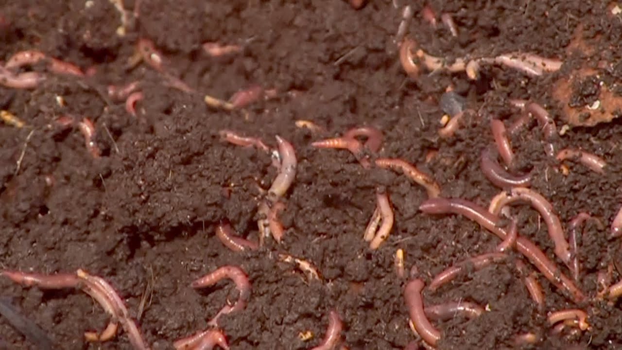 Dan Riskin on the ecological impact of invasive earthworms - YouTube
