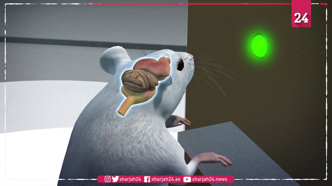 Scientists use optogenetics to erase memories of drug addiction from ...