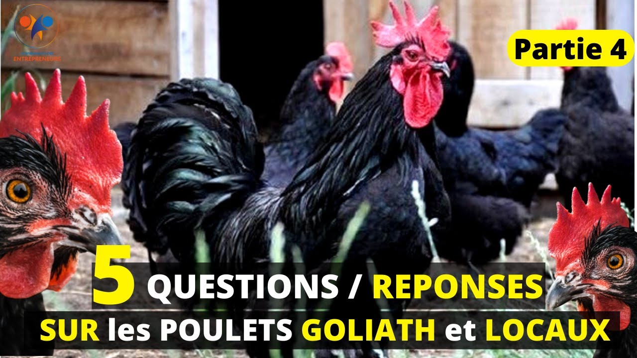 (Partie 4) QUESTIONS/REPONSES : élevage poulet LOCAL et poulet GOLIATH ...