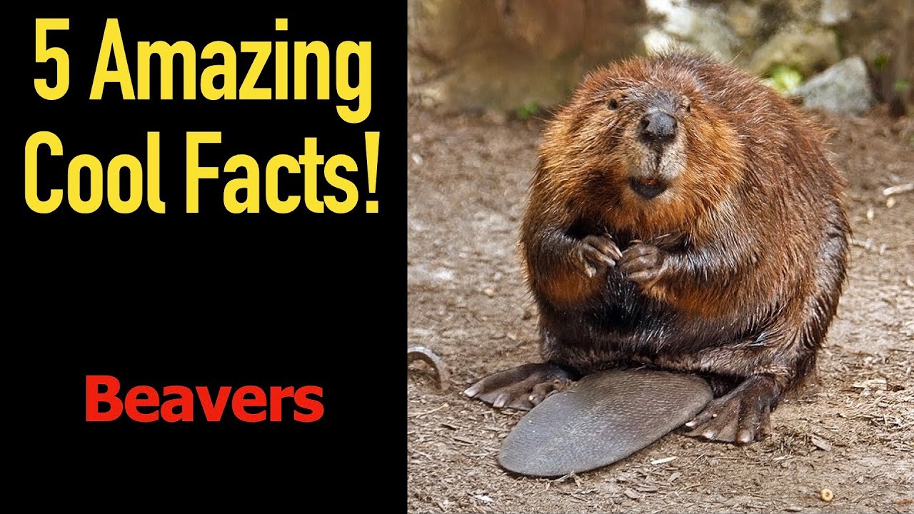 5 Fascinating Facts About Beavers - YouTube