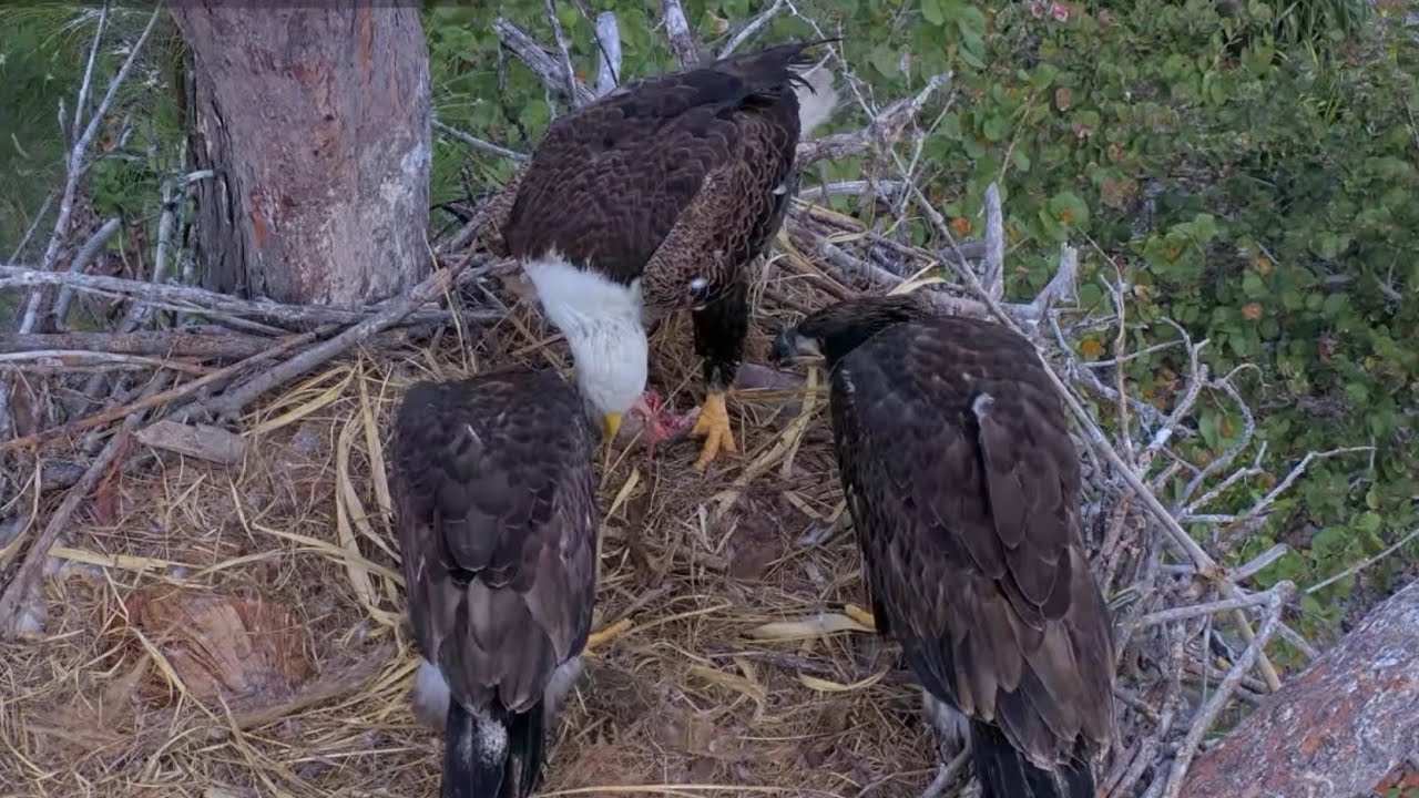 Connie brings fish, Dasher gets a tail | Captiva Eagle Cam | Mar 5 ...