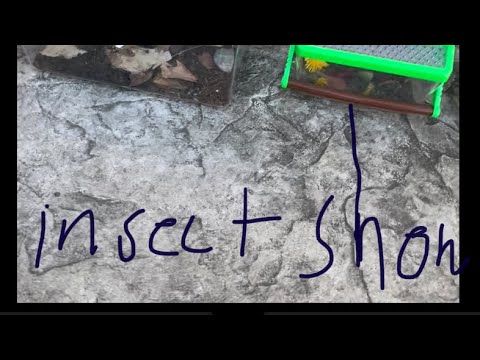 Insect show (Video for kid learning) - YouTube