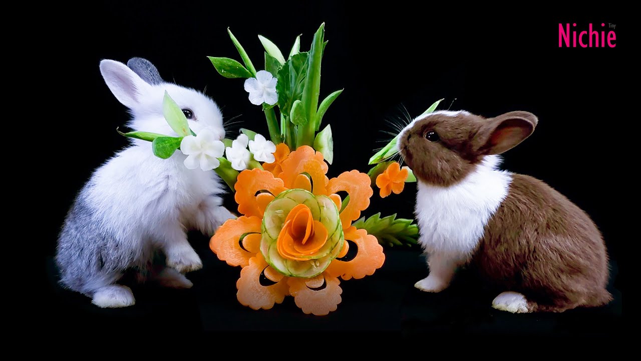 Very Cute & Satisfying Rabbit Eating Show *Beautiful Moment of Bunny ...