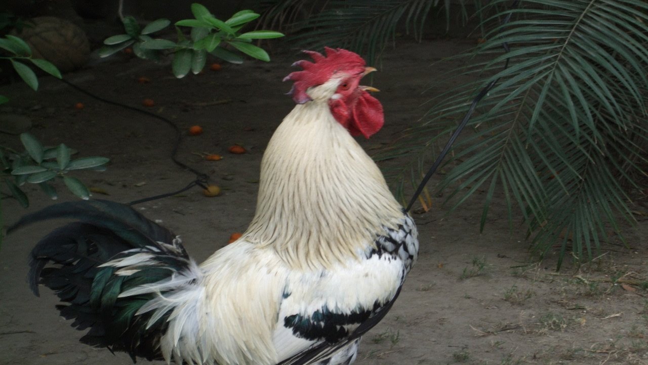 Rooster crowing in the morning - YouTube