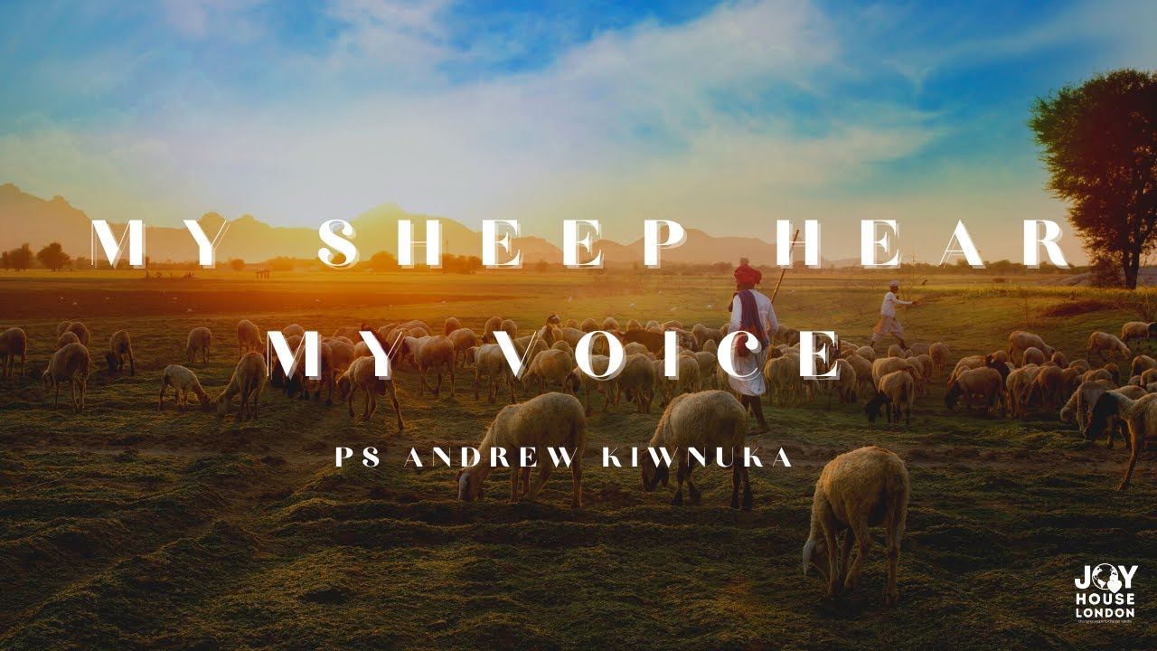 MY SHEEP HEAR MY VOICE 13/11/22 - YouTube
