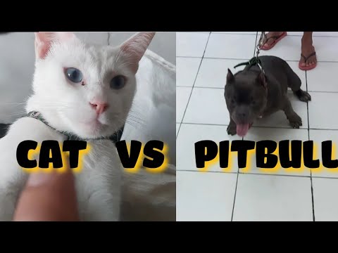 PITBULL VS CAT WHO WILL WIN - YouTube