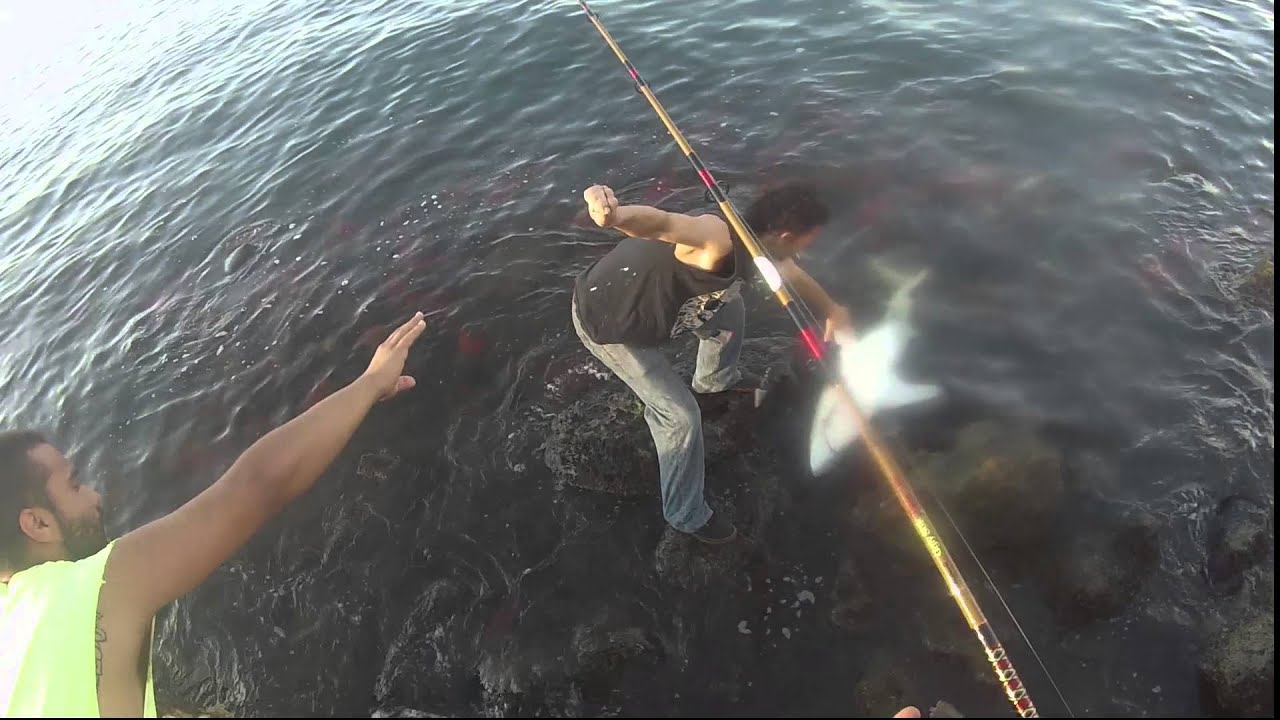 Skyway pier shark fishing. #Florida shark - YouTube