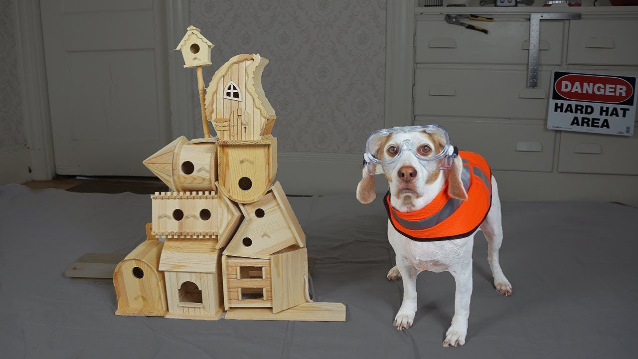 Dog Makes DIY Bird House: Funny Dog Maymo Crafts - YouTube