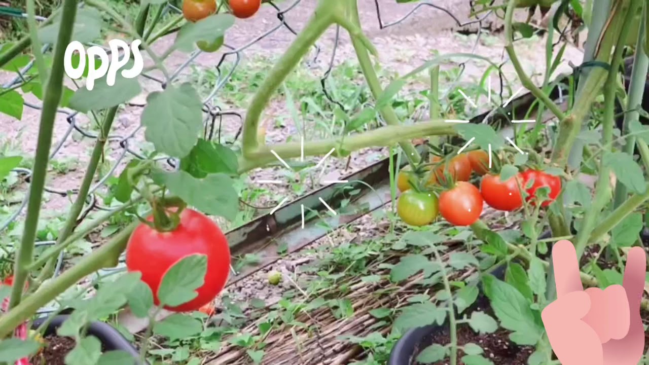 Little Farm at the Garden - YouTube