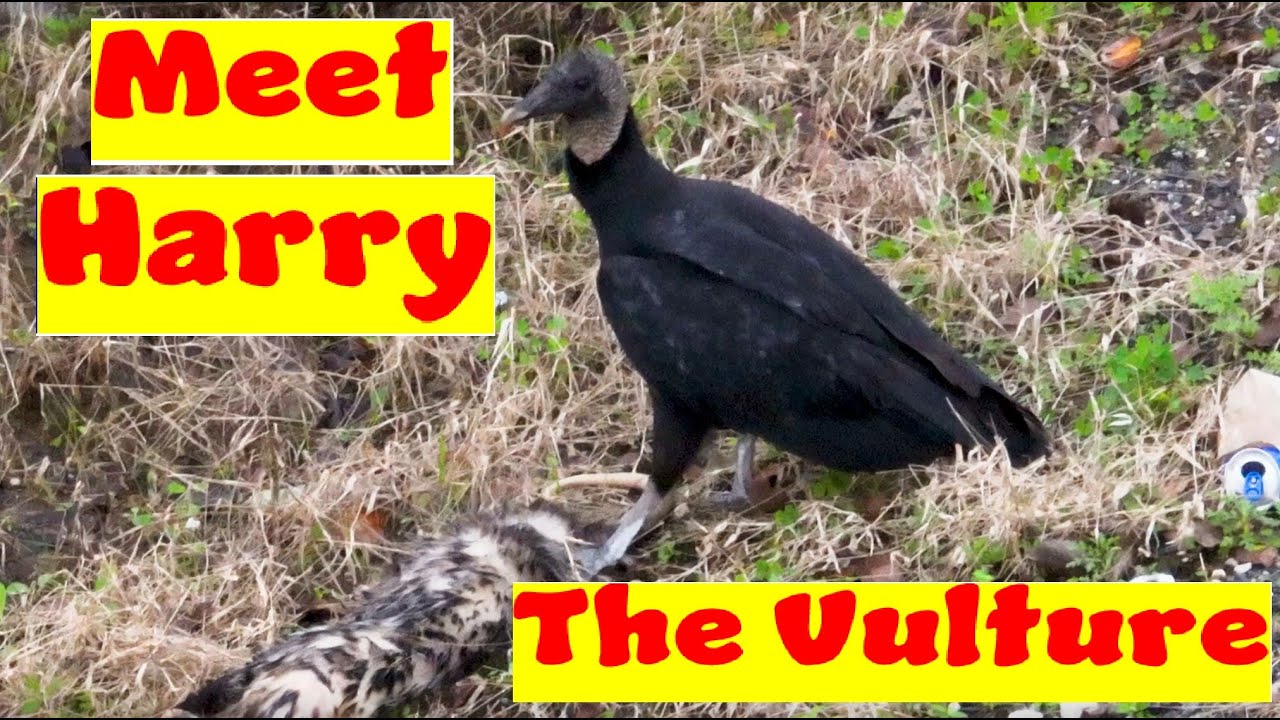 Short and Funny Narrated Video of A Black Vulture Eating a Dead Animal ...