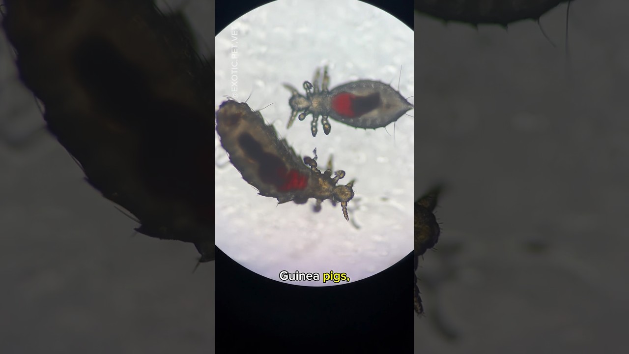 Does your pet have LICE?! Vet treats a pet rat’s parasites. - YouTube