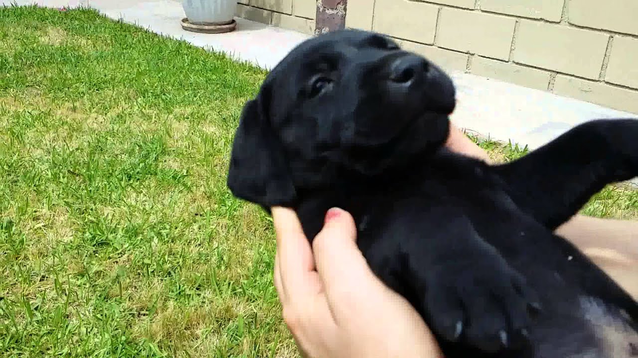 Labradores negros - YouTube