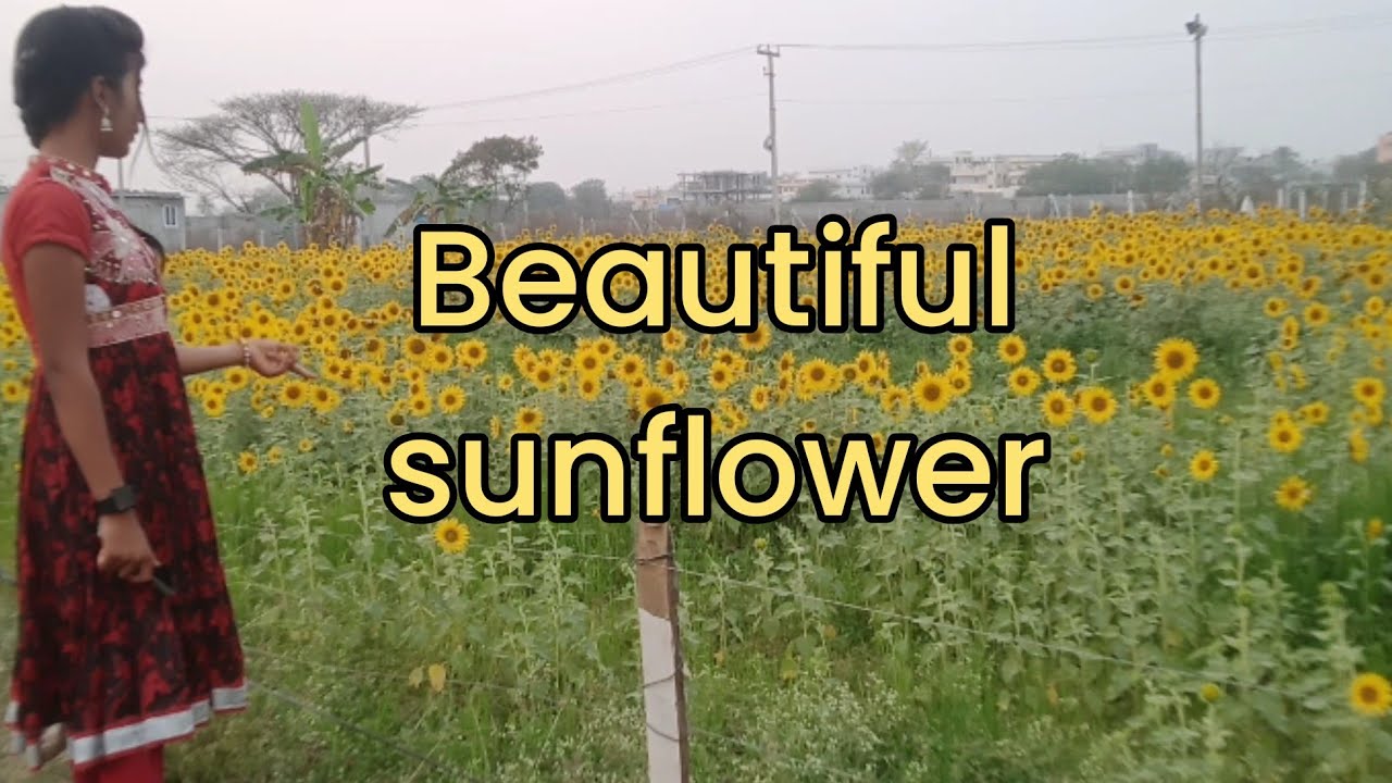 beautiful Sun flower garden//Assam youTube channel//muskan vlogs - YouTube