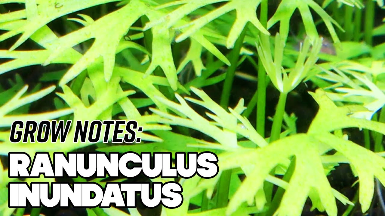 Ranunculus Inundatus