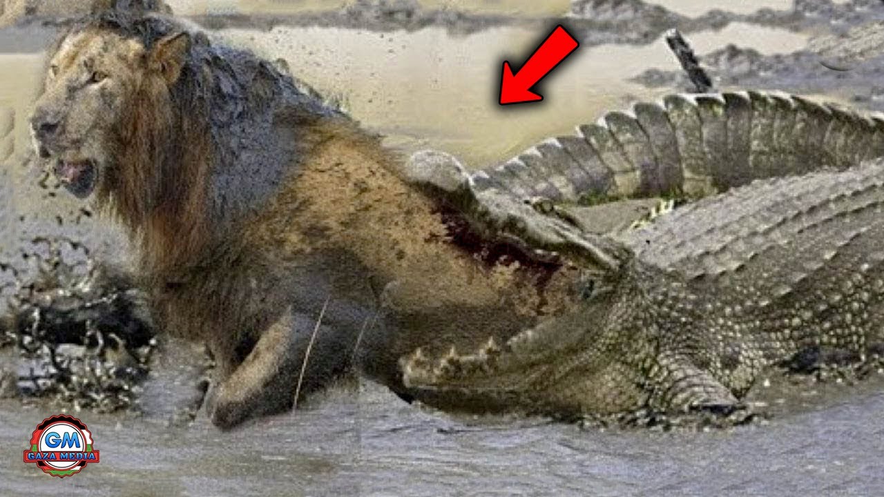 Pertarungan Para Predator !! BUAYA VS SINGA Beginilah Cara Bertahan ...