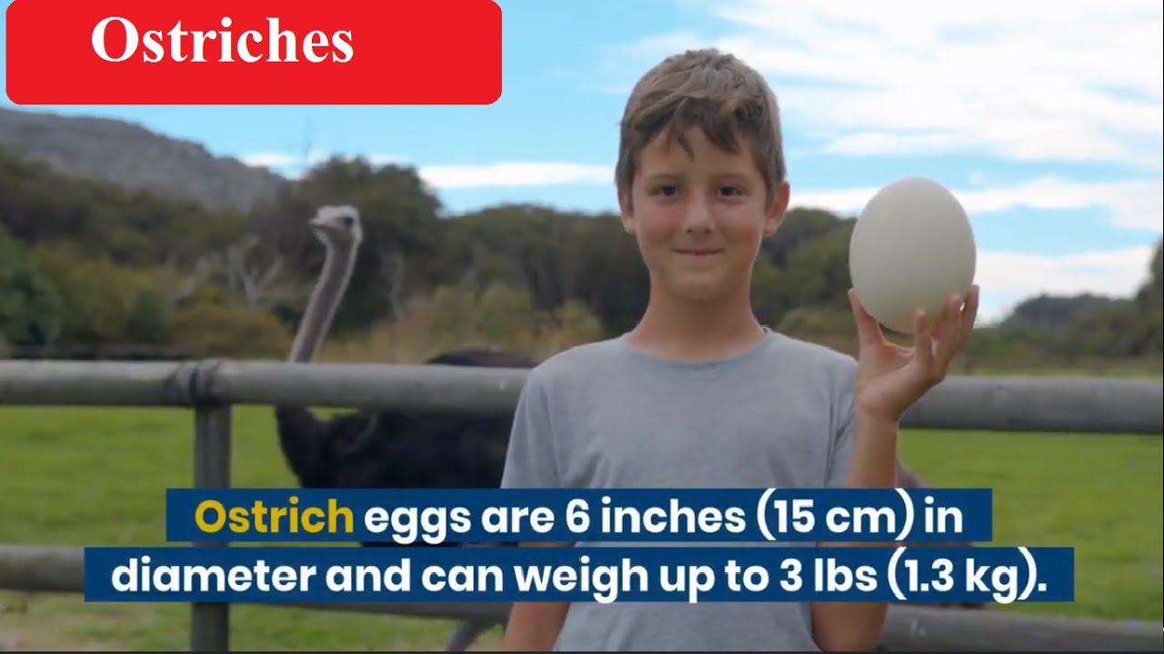 Facts Information Life Span Reproduction and Eggs Chicks Mating Sex of ...