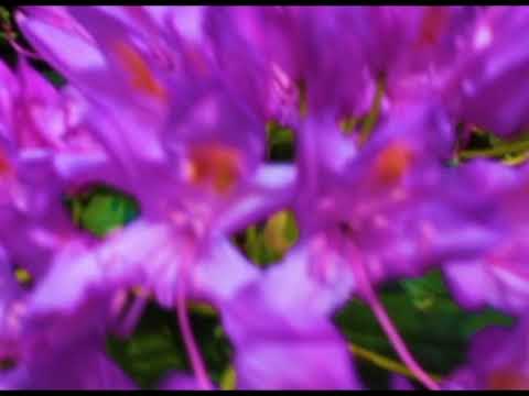 Distorted flowers - YouTube