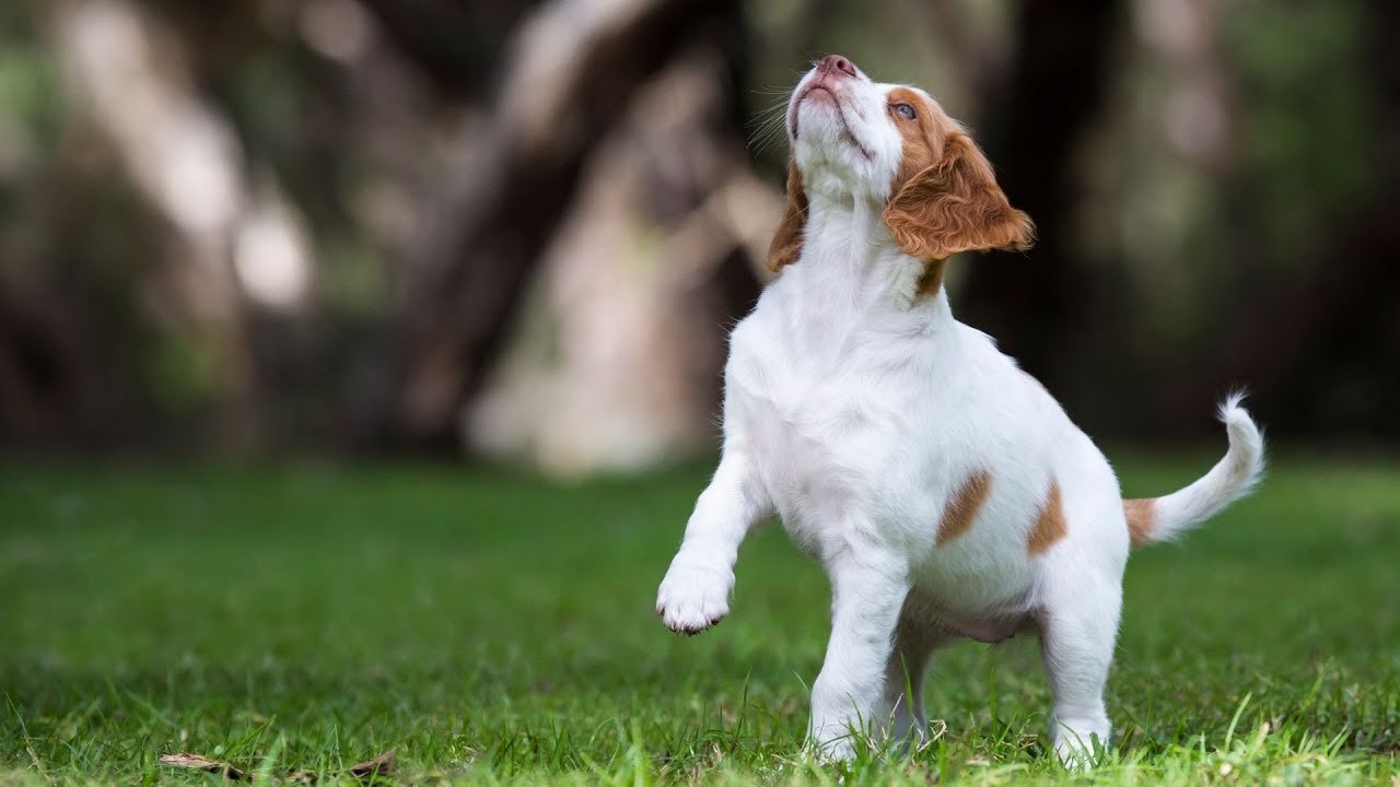 The Versatile Hunting Abilities of Brittany Dogs - YouTube