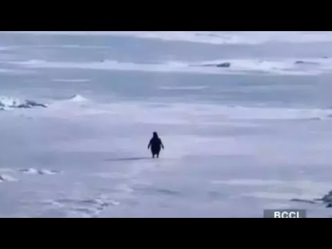 Werner Herzog'un 'Sürüden ayrılan penguen' belgeseli yeniden viral oldu | Nihilist penguen
