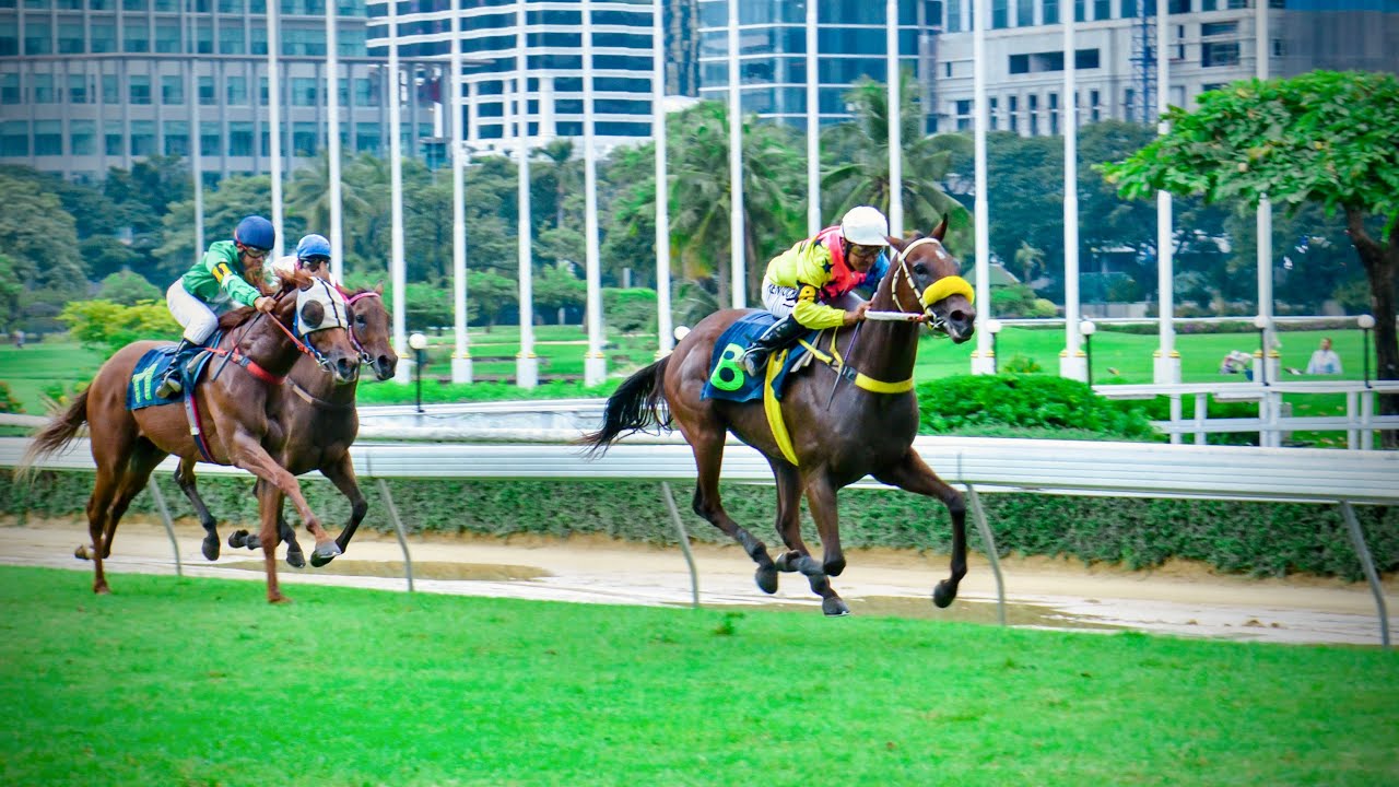 JAN CHAI wins! - 15/09/2024 - Race 8 - Country Bred Division 1 - YouTube