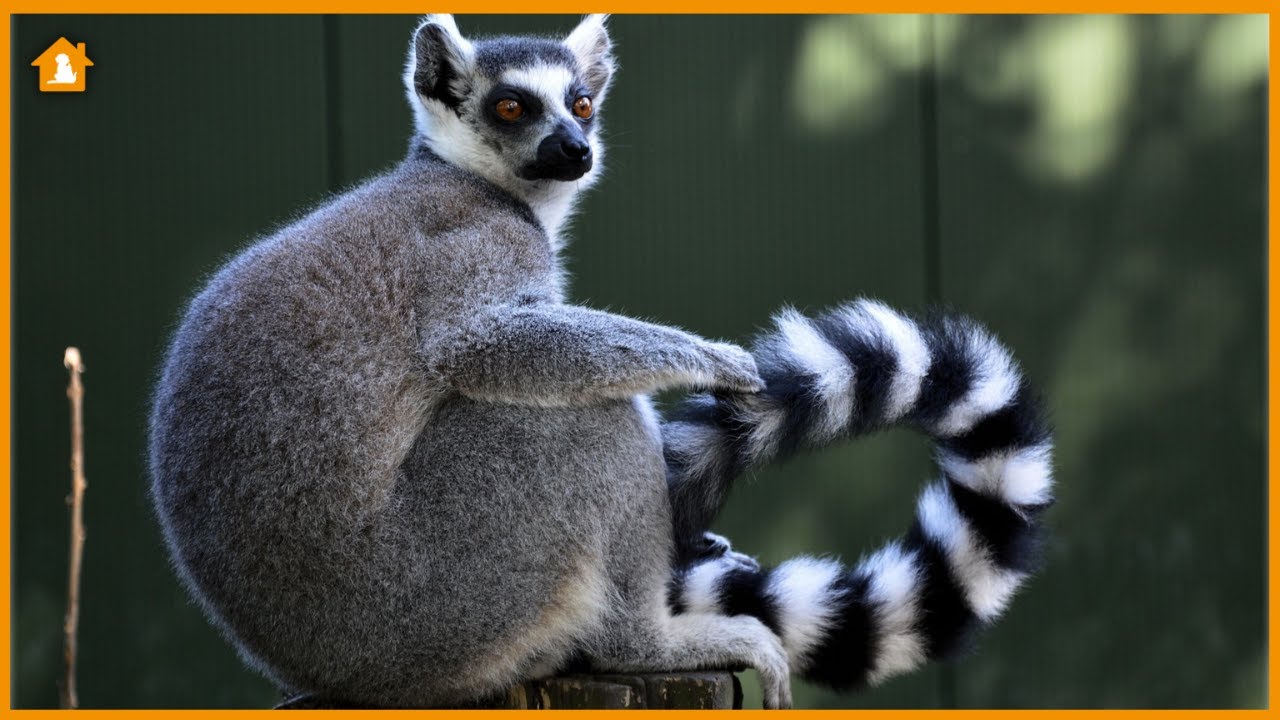 7 Mythical Creatures That Existed in Real Life | Fascinating ...