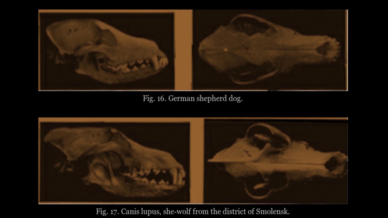 |||EVOLUTION OF THE GERMAN SHEPHERD DOG||| - YouTube