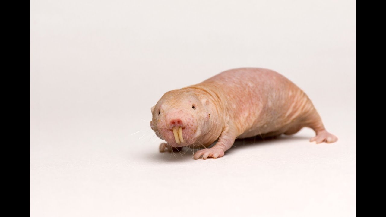 MC RATÃO cantando Boombastic durante 10 minutos - YouTube