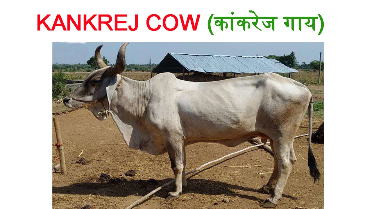 Kankrej Cow- the best Cow Breed From Gujarat (कांकरेज गाय की नस्ल ...