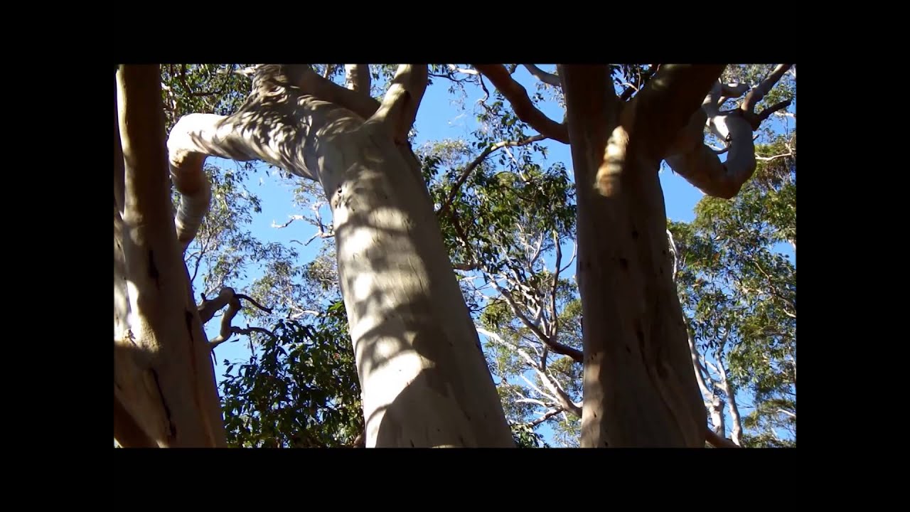 Simone Keane and Giles Watson: Shadows in the Karri - YouTube
