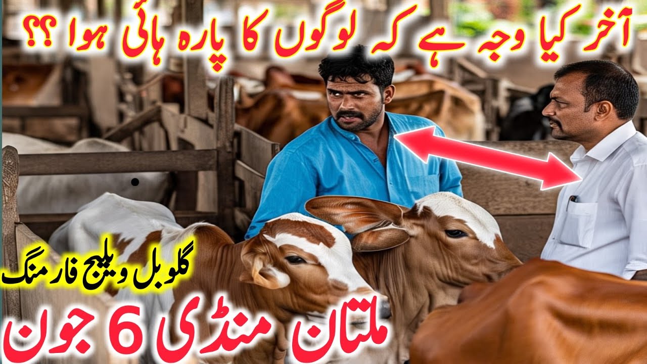Today Multan Cow Mandi Qurbani 2025 | Multan Mandi Fresh Latest Video ...