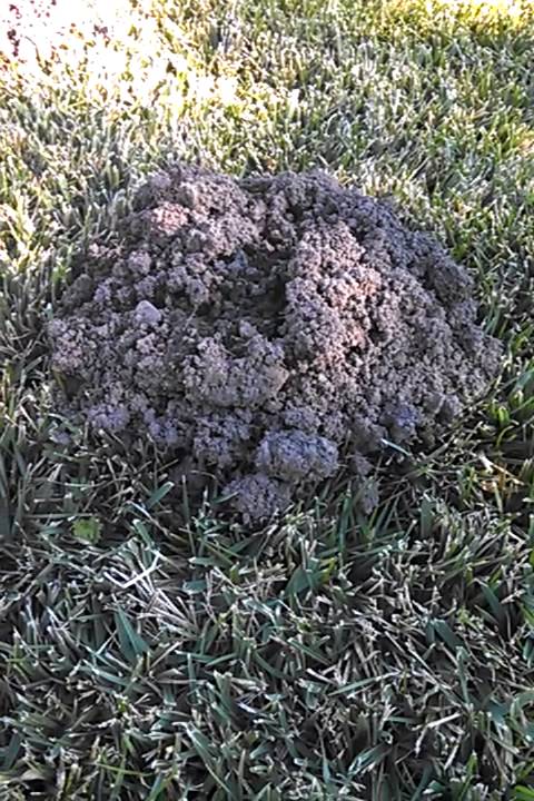 Mole damage to lawn - YouTube